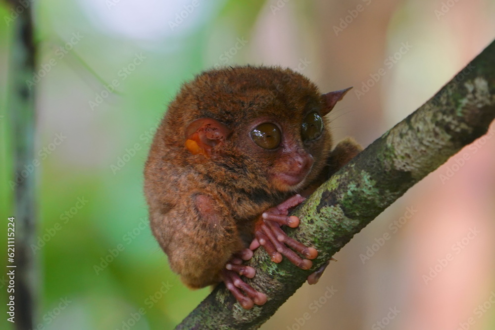 Philippine tarsier, Bohol Island, Philippine Stock Photo | Adobe Stock