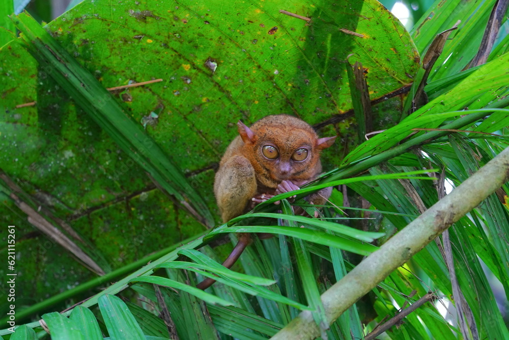 Philippine tarsier, Bohol Island, Philippine Stock Photo | Adobe Stock