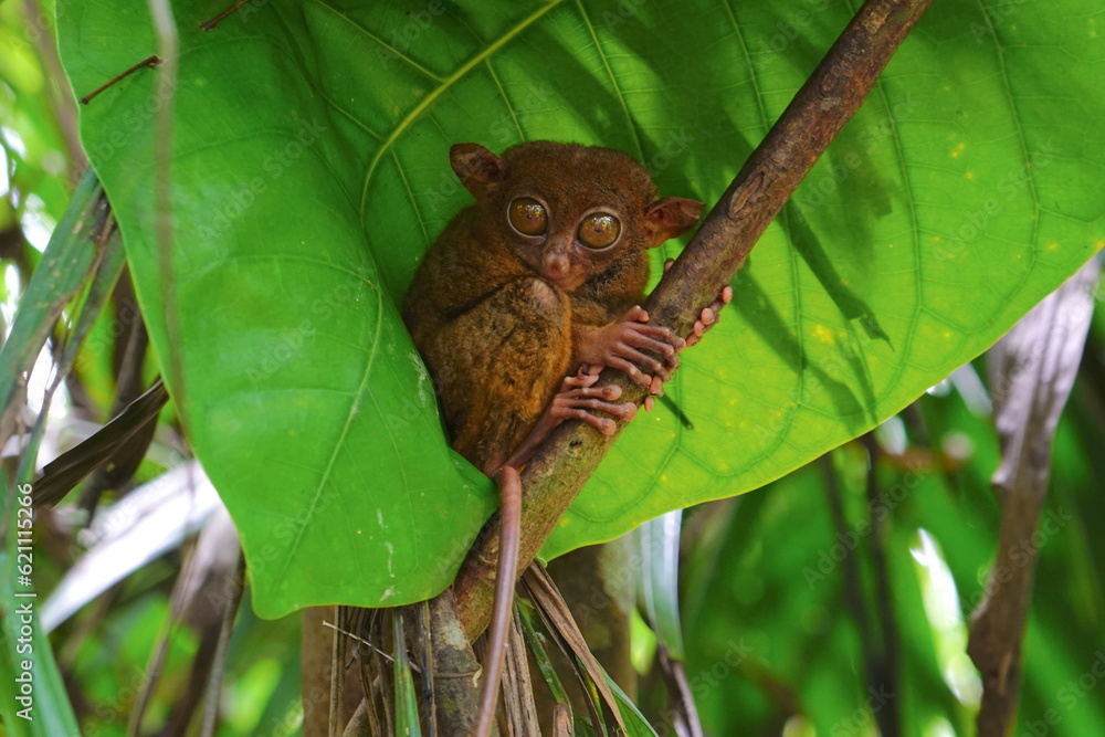 Poster Philippine tarsier, Bohol Island, Philippine – Wall Art | UkPosters