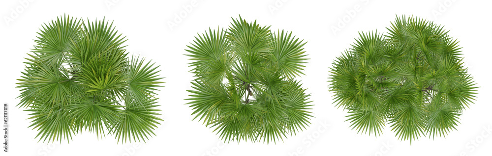 Set of palm trees on top view isolated on transparent background, 3d ...