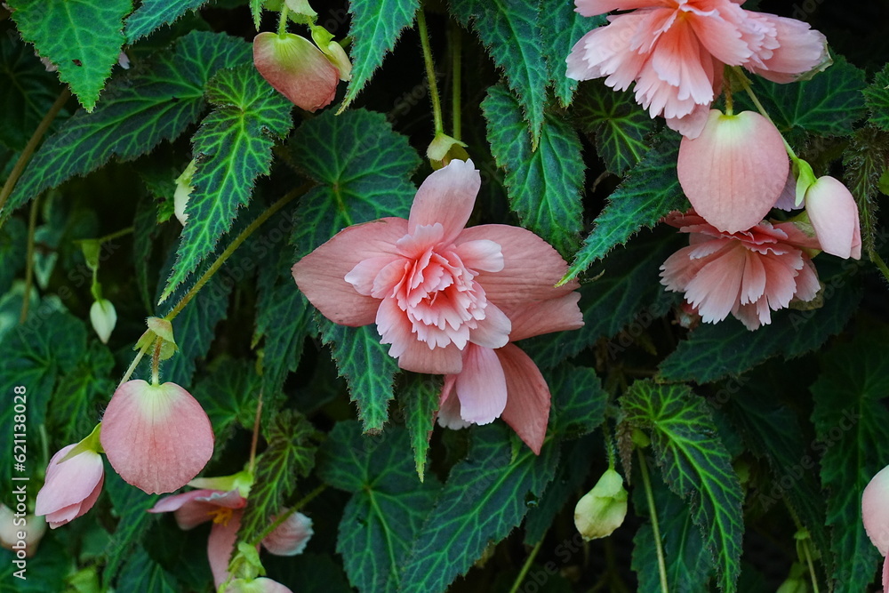 The Tuberous Begonia, specifically the Begonia x tuberhybrida ...
