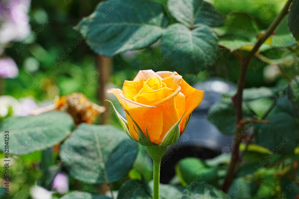 'Rosa Louis de Funès' is a rose cultivar named after the renowned French actor Louis de Funès ...