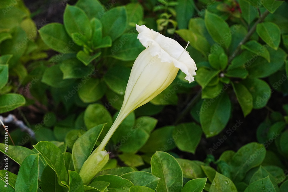 The Showy Chalicevine, botanically known as Solandra grandiflora, is a ...