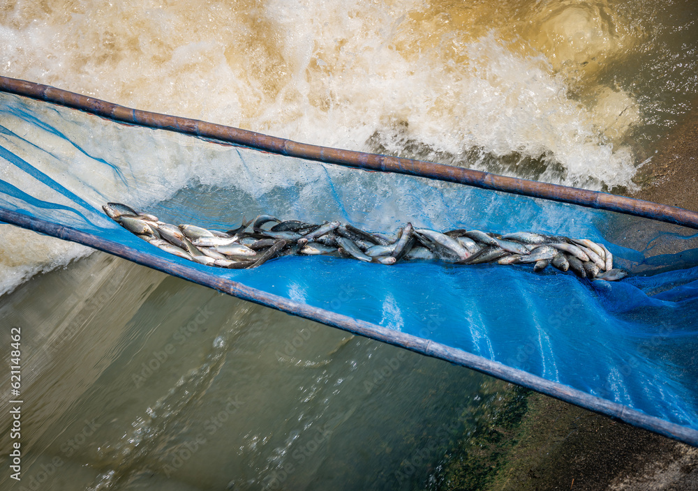Fish after jumping into fish trap while the dam is releasing water for ...