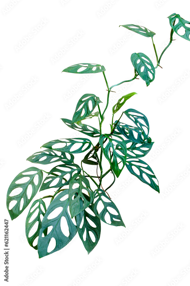 Monstera Adansonii (Monstera Monkey Mask) holes leaf plant the tropical ...