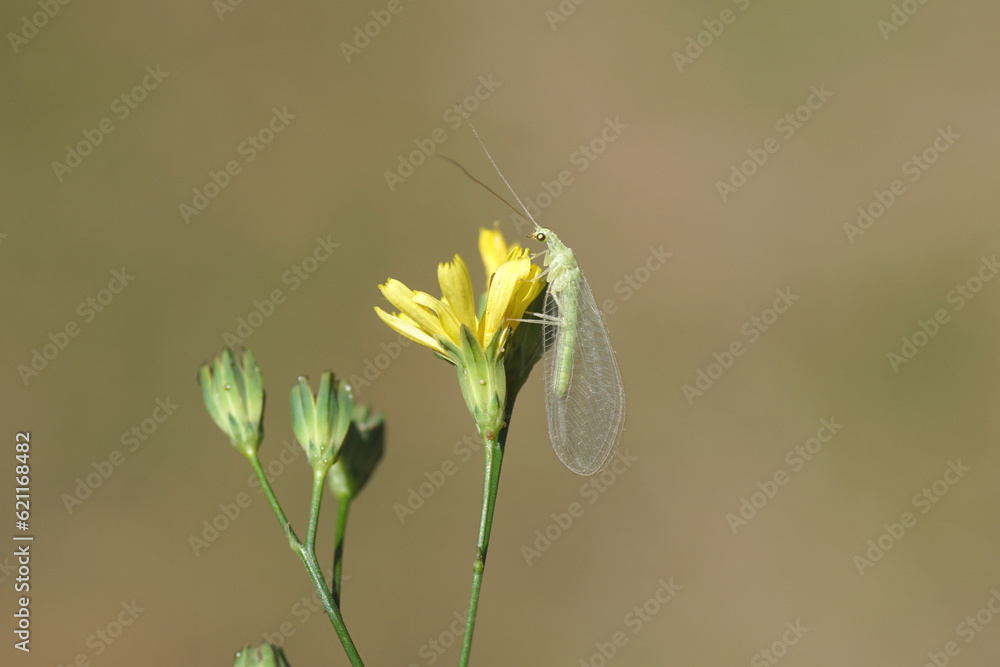 Closeup Green lacewing (Chrysoperla carnea), family Chrysopidae. On ...