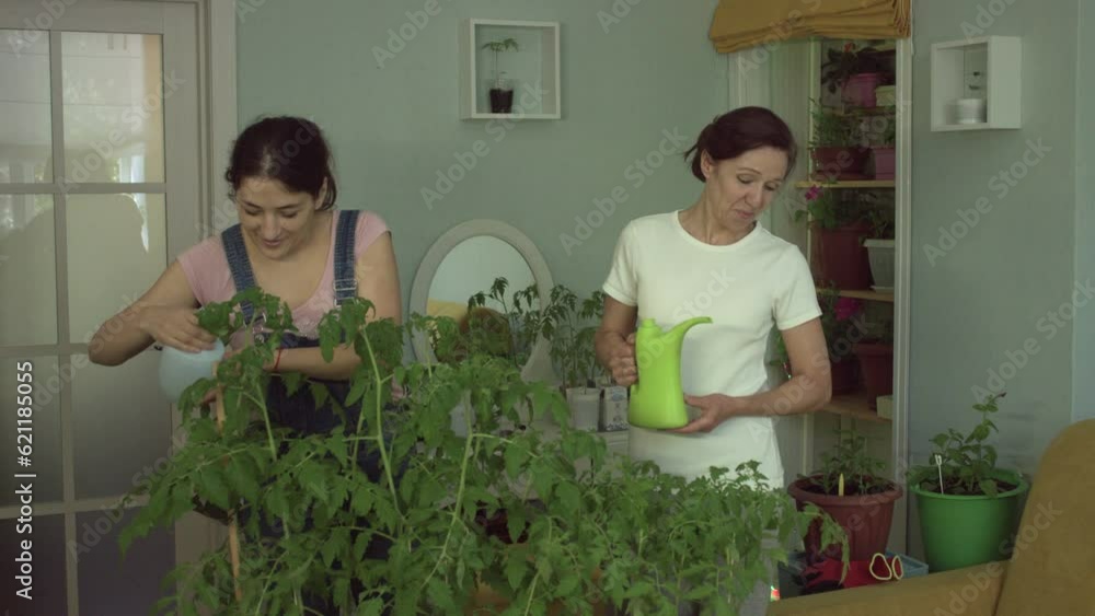 Growing seedlings at home. Two women grow tomato seedlings at home ...