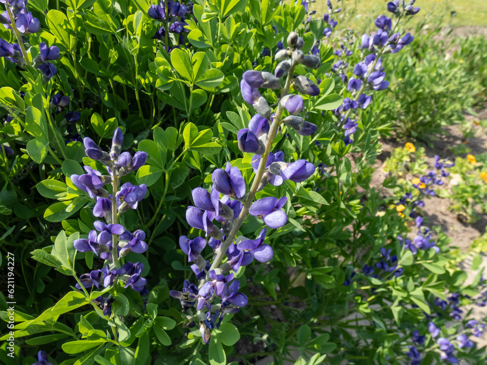 Blue false indigo or wild indigo (Baptisia australis) flowering with ...