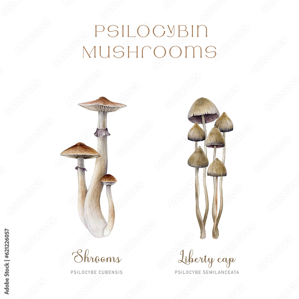 ภาพประกอบสต็อก Psilocybe semilanceata and Psilocybe cubensis set ...