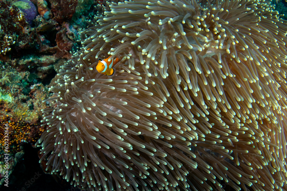 False clown anemonefish on the bottom. Ocellaris clownfish in symbiosis ...