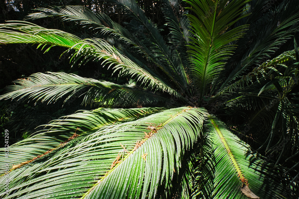 Fern palm sago palm Cycas revoluta leaves close up shot in sun. Cycas ...