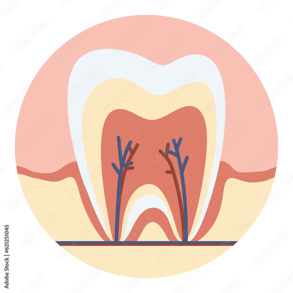 Anatomy tooth molar tooth icon dental healthy tooth orthodontic Stock ...