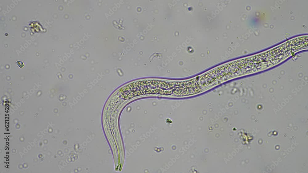 nematode microorganisms and soil biology, with nematodes and fungi ...