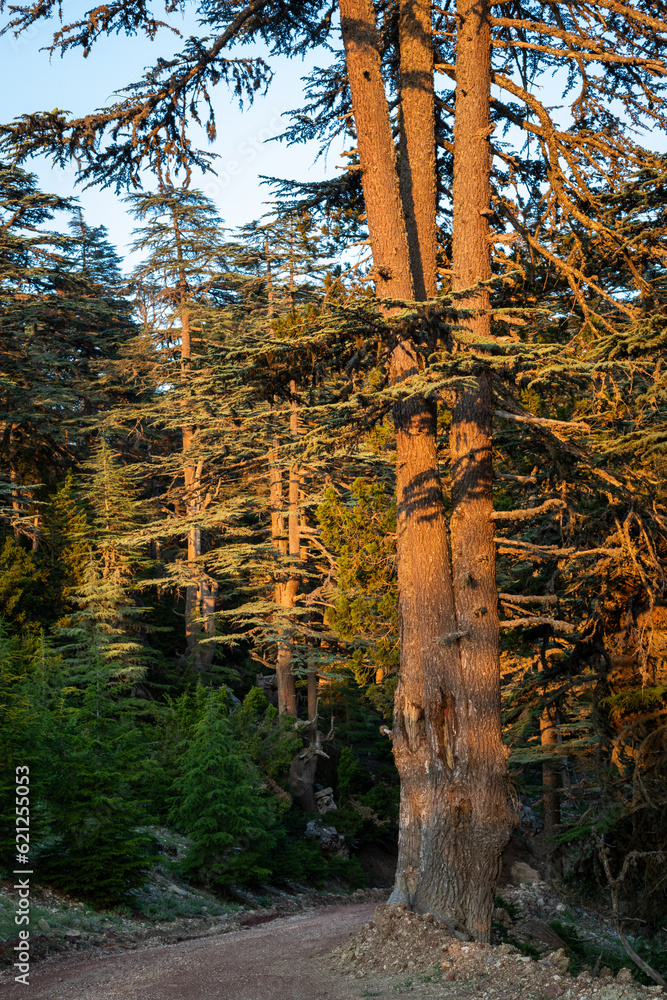 Rare and endangered Lebanese Cedar tree forest at Tahtali mountain in ...