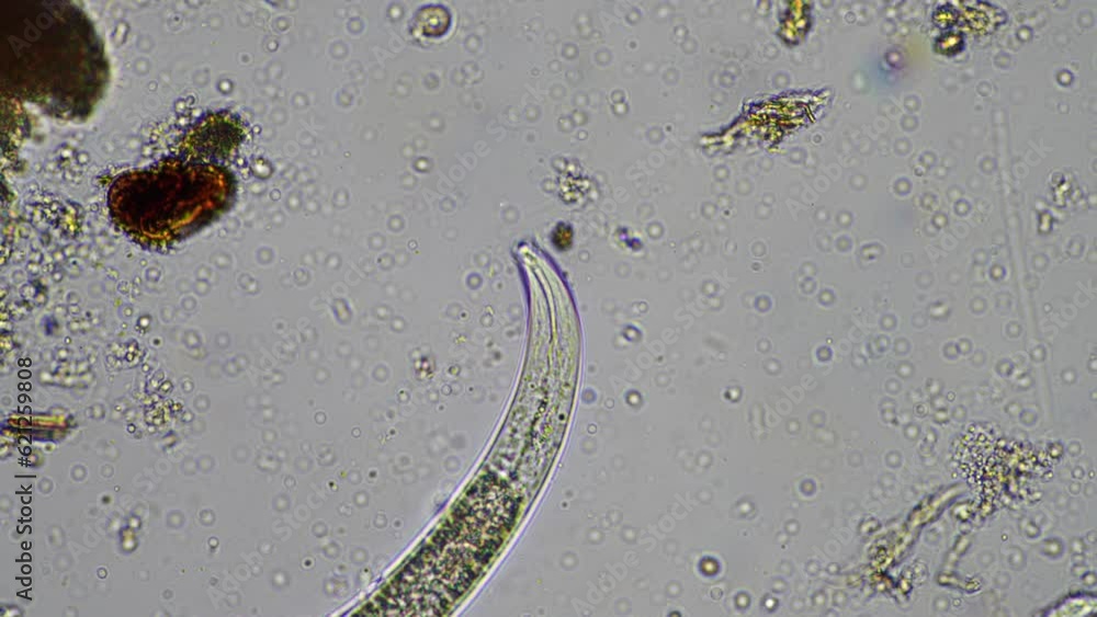 nematode microorganisms and soil biology, with nematodes and fungi ...