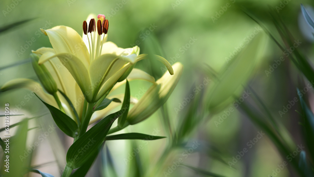 Lilium maculatum Thunb. yellow lily. beautiful lily flower. delicate ...