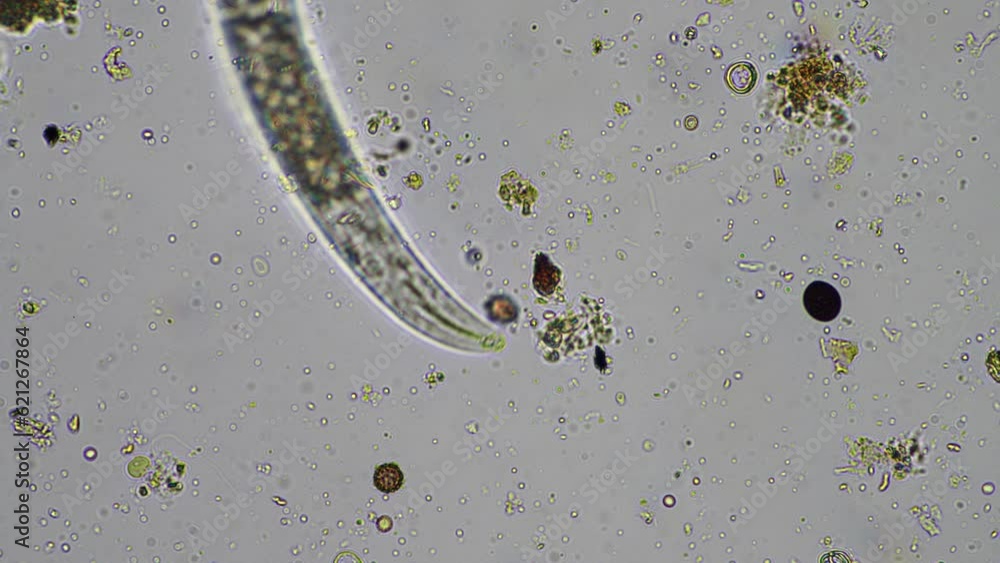 nematode microorganisms and soil biology, with nematodes and fungi ...