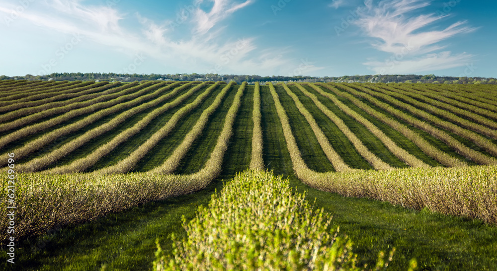 Panoramic Agricultural scenery. Wonderful Rural Landscape at summer ...