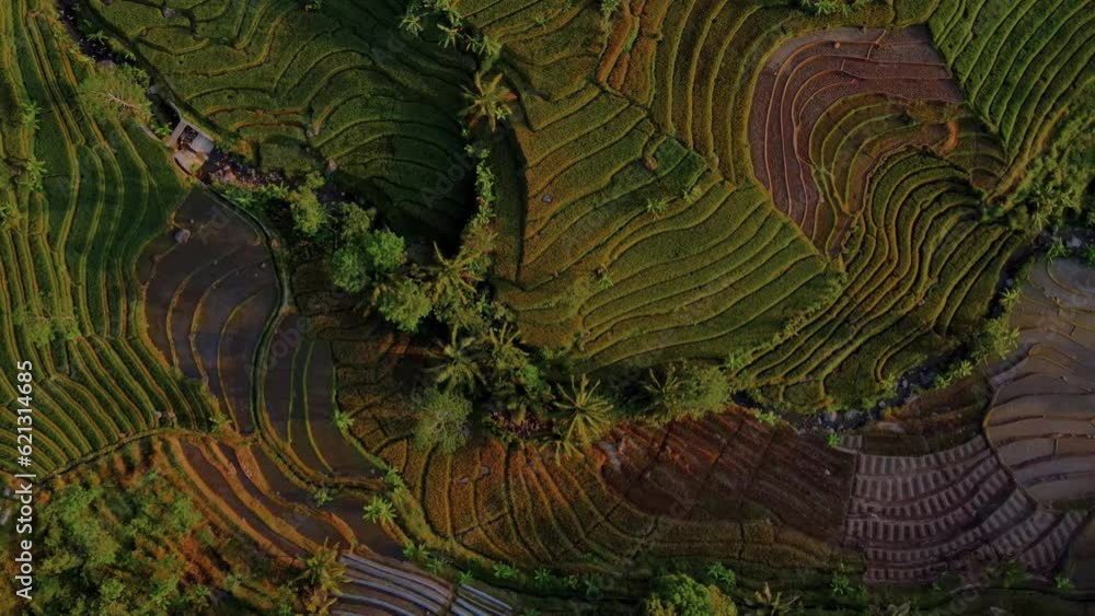 Overhead drone shot of rice field with river on the middle. White bird ...