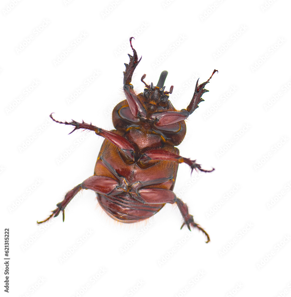 large male adult Ox Beetle or elephant beetle - Strategus aloeus ...