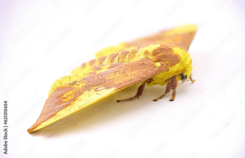 Imperial moth - Eacles imperialis - a very large yellow red orange ...