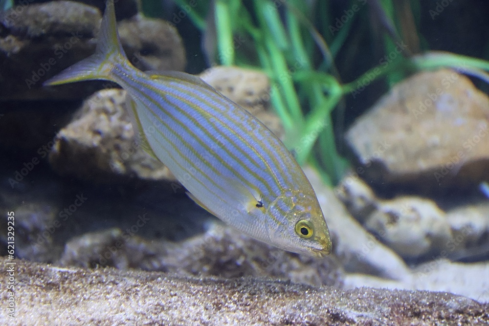 Sarpa salpa, known commonly as the dreamfish, salema, salema porgy, cow ...