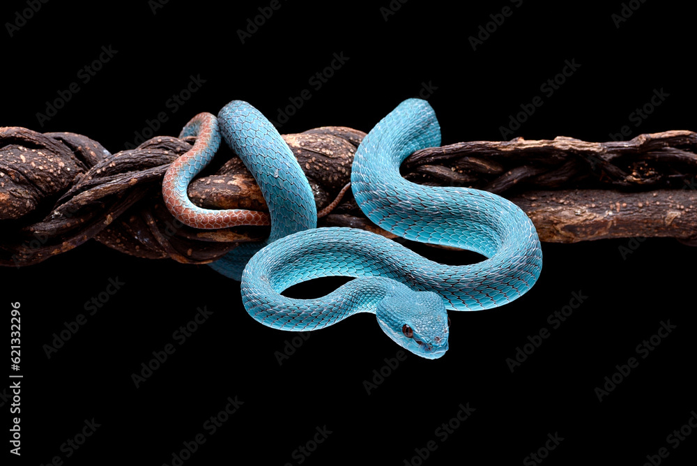 Lesser Sunda pit viper (Trimeresurus insularis) in black background ...