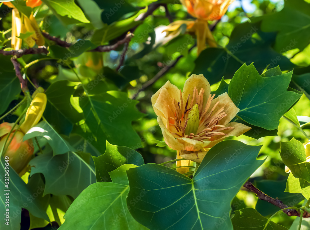 Tulip tree branches with flowers and buds. Latin name Liriodendron ...