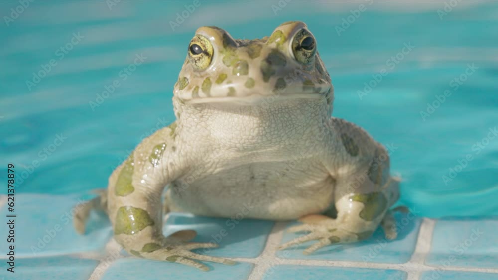 toad by a swimming pool Stock Video | Adobe Stock