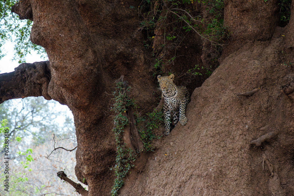 Leopard (Panthera Pardus). Young male leopard standing in a big tree ...