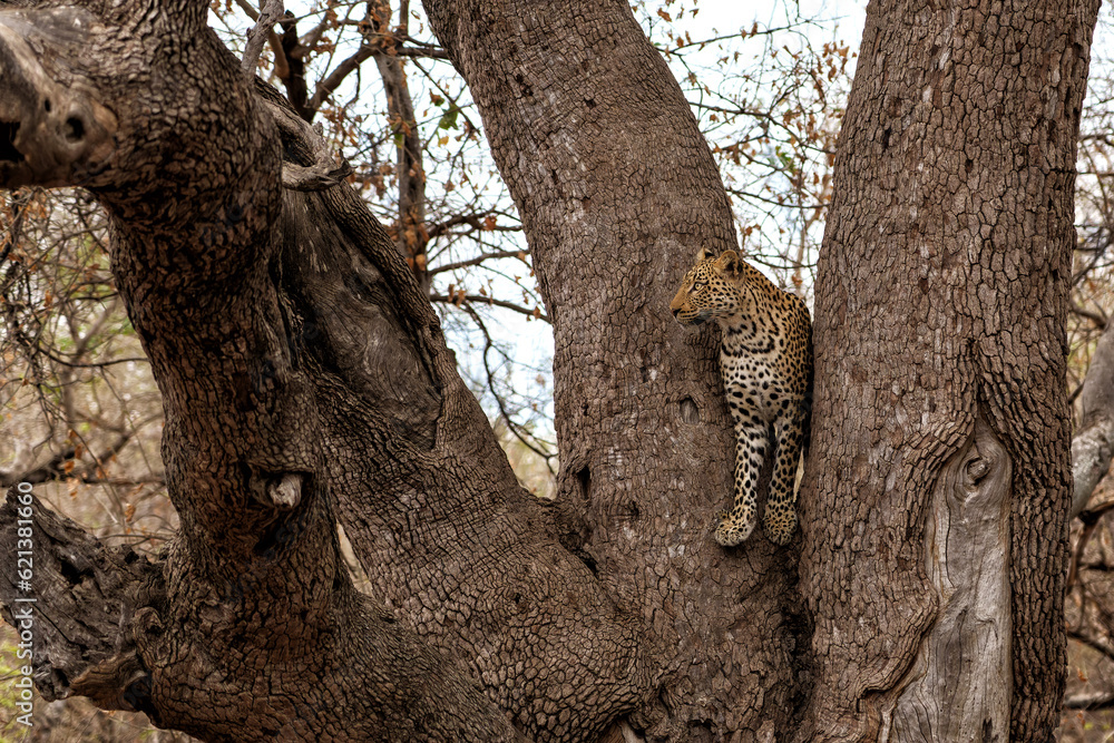 Leopard (Panthera Pardus). Young male leopard standing in a big tree ...