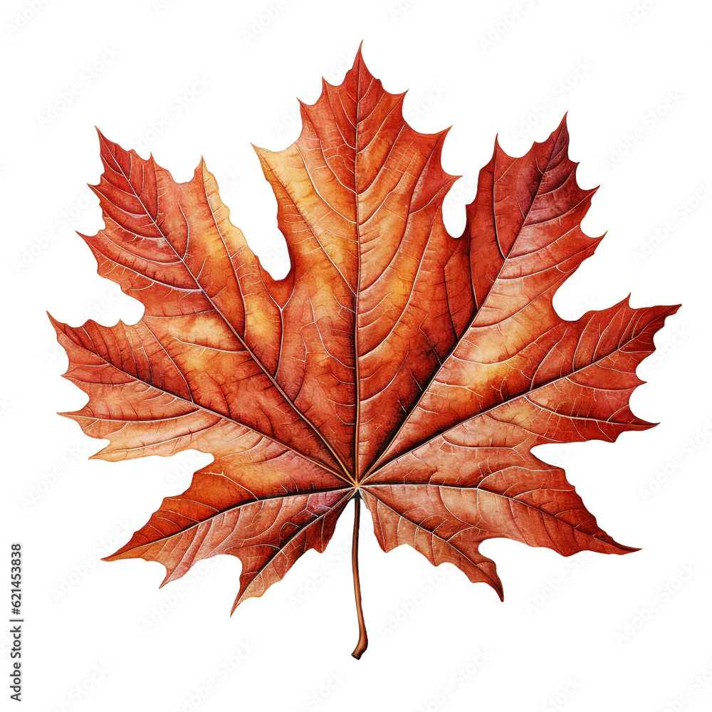 Watercolor Fall Autumn Maple Leaf Clipart isolated on Transparent ...