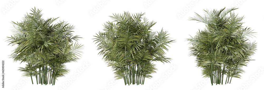 Chamaedorea seifrizii bamboo tree on transparent background, png plant ...