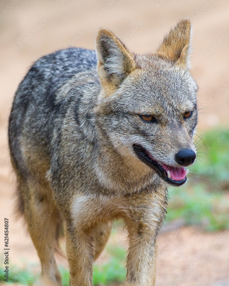 Sri Lankan jackal close-up portrait photograph of a beautiful golden jackal found in the Dry ...