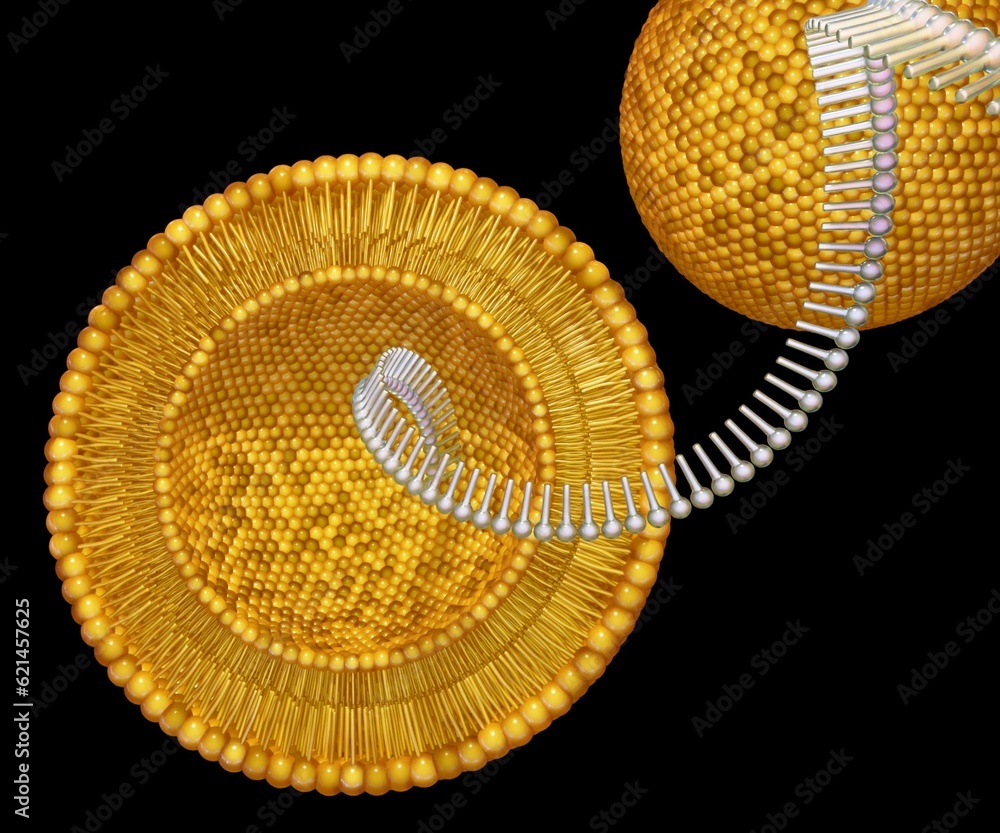 ipid bilayer forming liposome as RNA genetic material delivery system ...