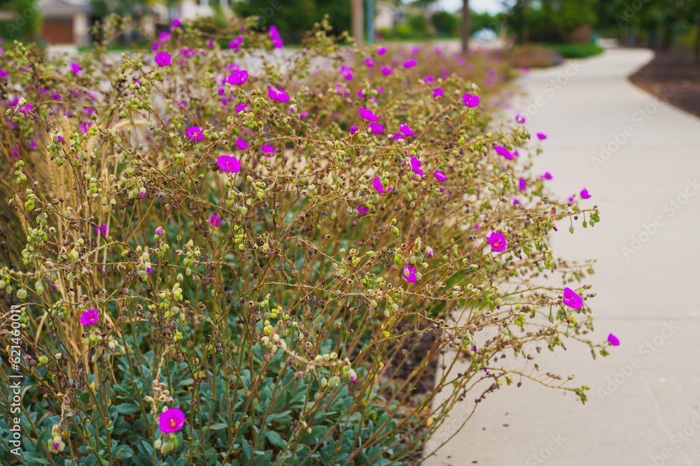Succulents in bloom with tall flowering stalks. Native to Chile, rock ...