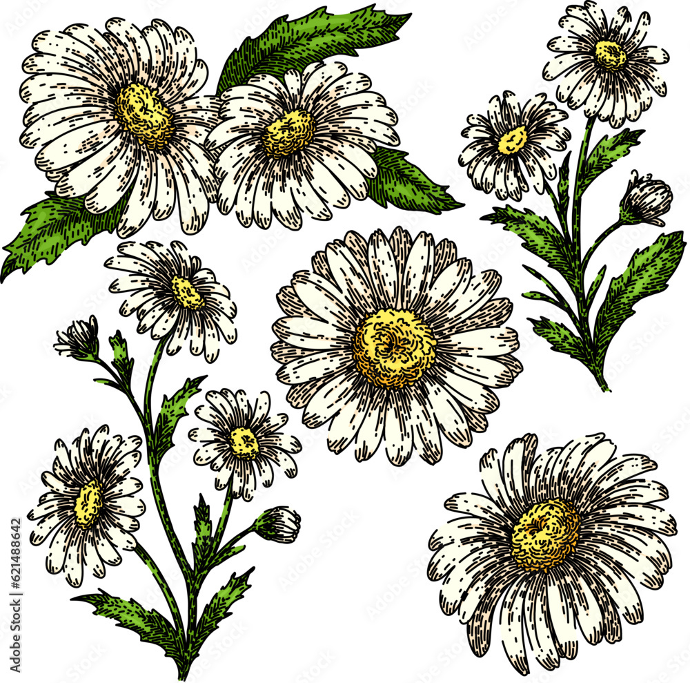 daisy flower set hand drawn. nature plant, vector illustration, blossom ...