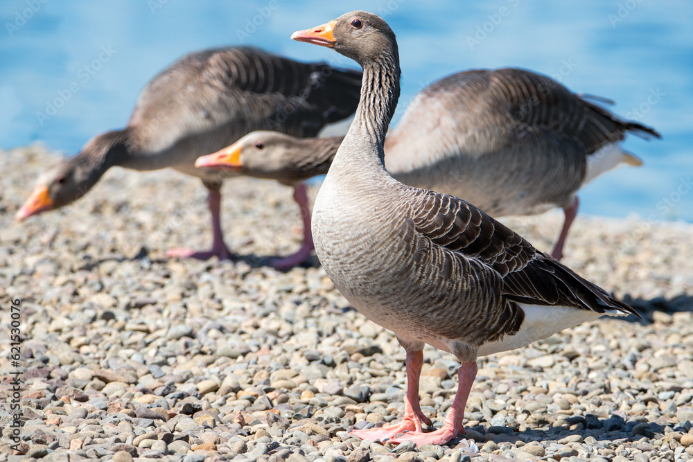 A goose, geese is a bird of waterfowl species. This group comprises the ...