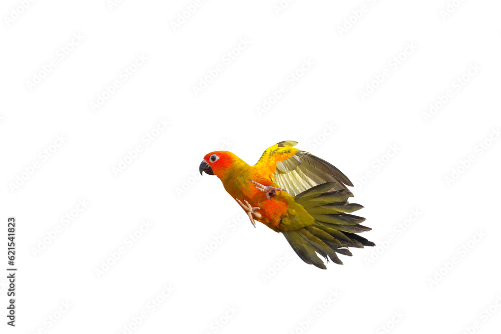 Beautiful of Sun conure parrot flying isolated on transparent ...