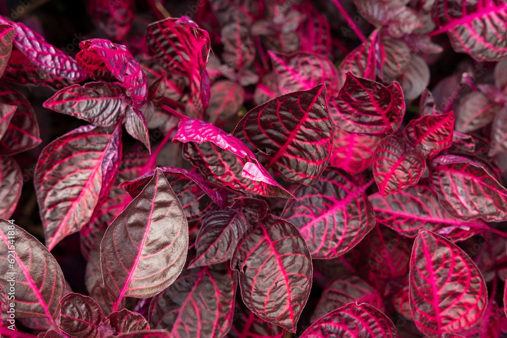 Iresine herbstii, also known as bloodleaf, an ornamental plant grown ...
