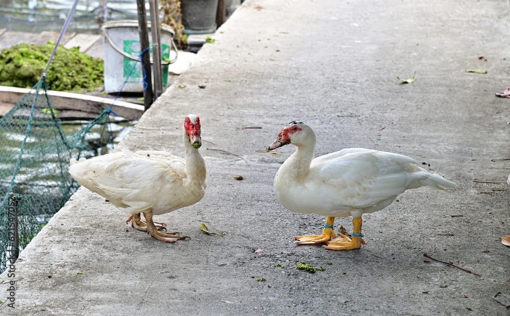 Foto de Closeup of Dual of Musky duck or indoda, Barbary duck with red ...