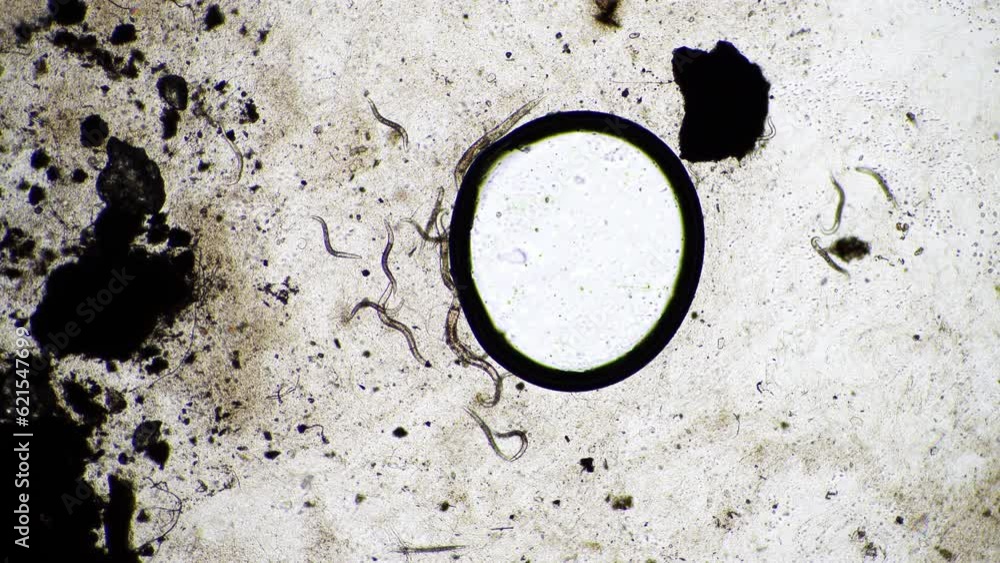 nematode microorganisms and soil biology, with nematodes and fungi ...