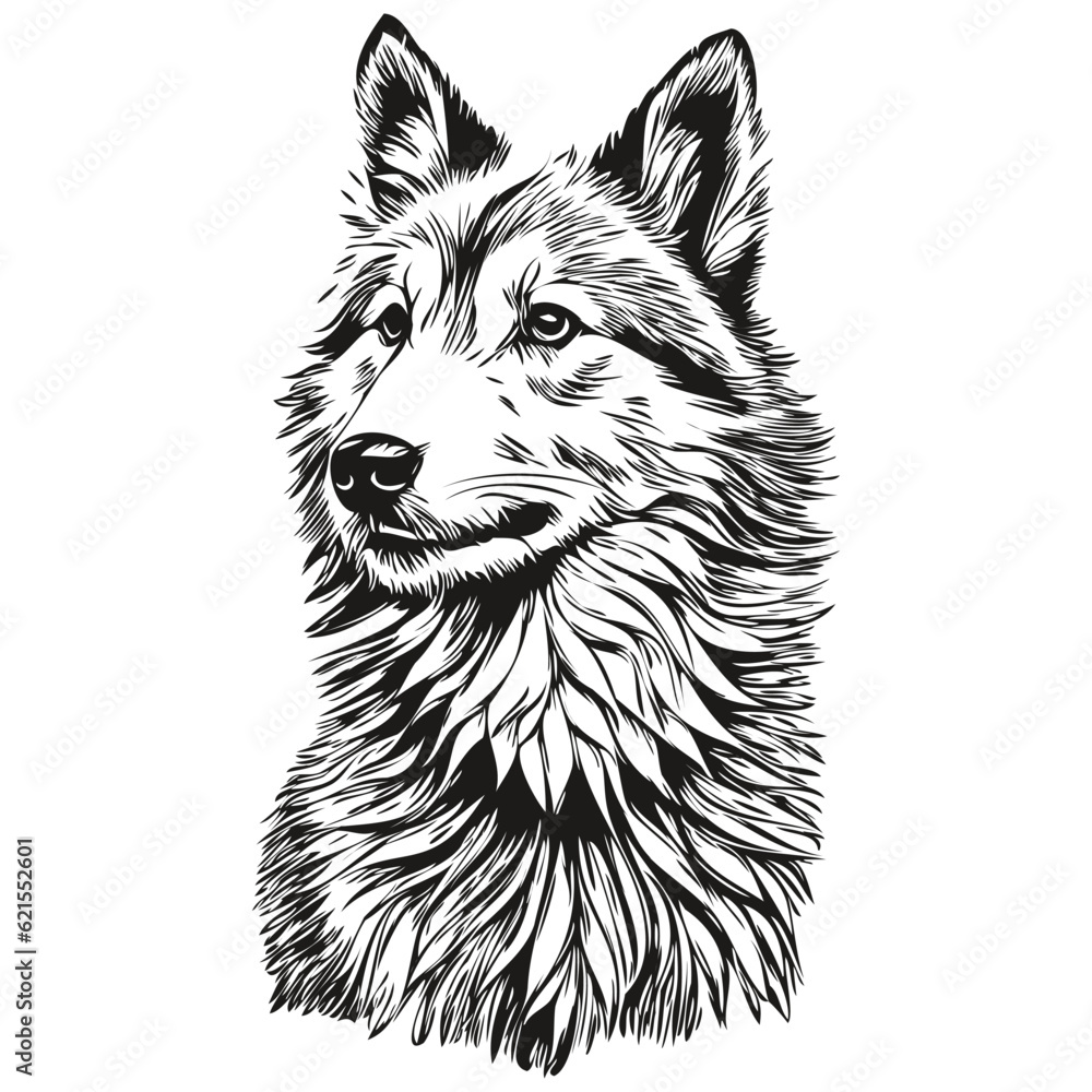 Icelandic Sheepdog dog head line drawing vector,hand drawn illustration ...