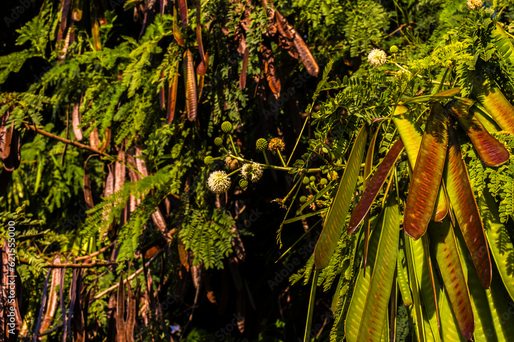 Leucaena leucocephala (jumbay, river tamarind, subabul, white popinac ...