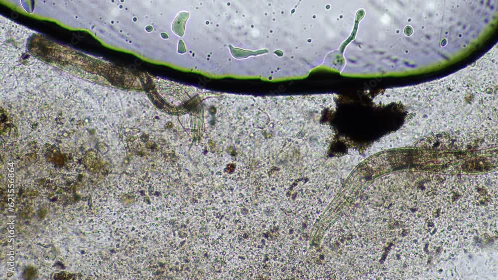nematode microorganisms and soil biology, with nematodes and fungi ...