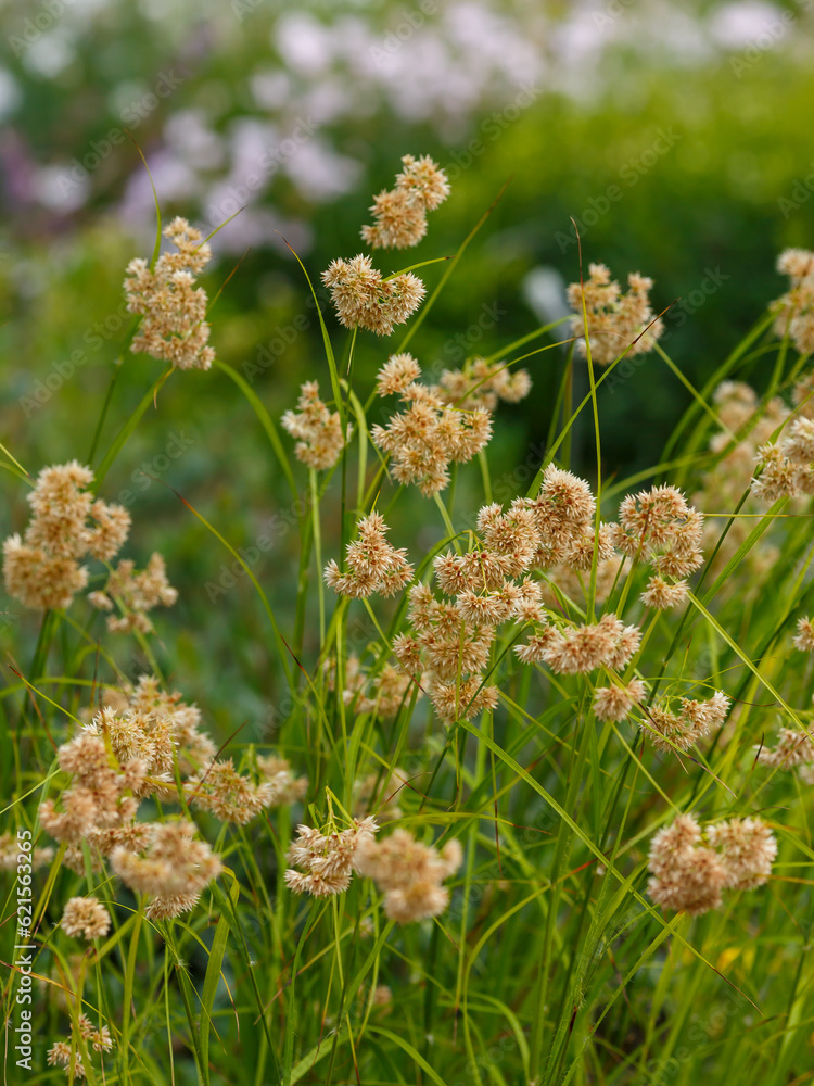 Luzula nivea, commonly known as snow-white wood-rush, snowy wood-rush ...