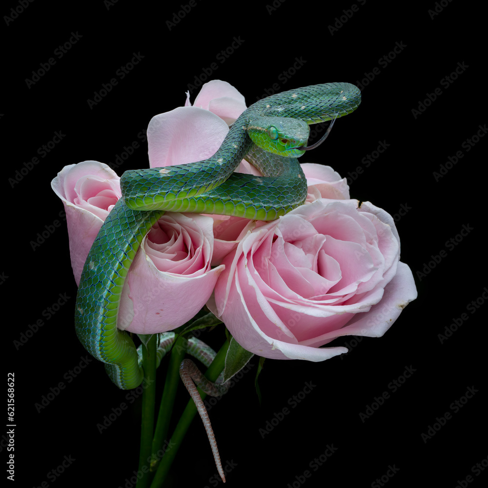 The Hagen's Pit Viper - Trimeresurus hageni, is a species of pit viper ...