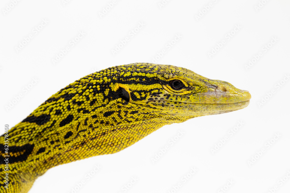 Yellow tree monitor or Reisinger's tree monitor Varanus reisingeri ...