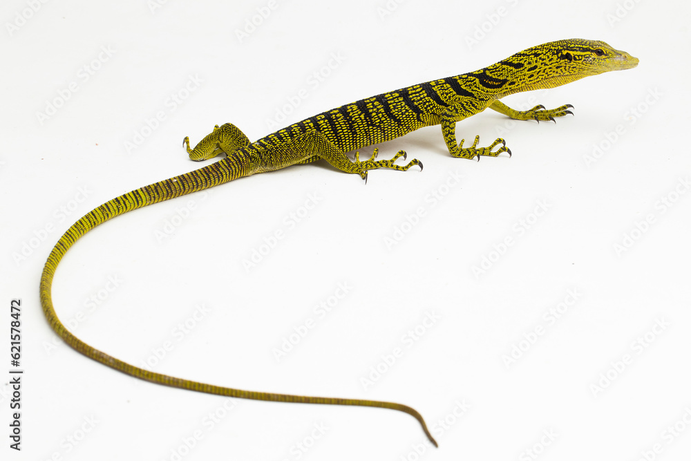 Yellow Tree Monitor