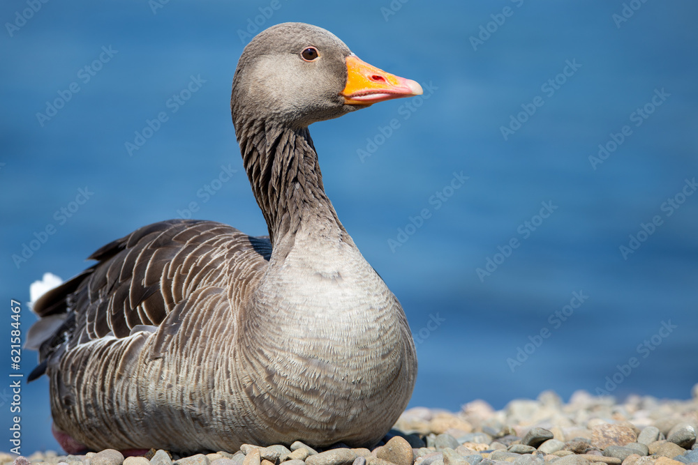 A goose, geese is a bird of waterfowl species. This group comprises the ...